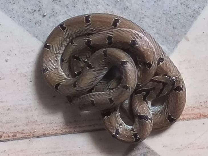 Snake seen in school classroom