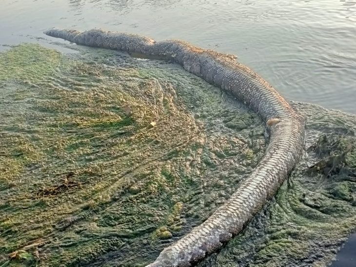 The body of a 15 feet long python was found in the canal | नहर से मिला ...