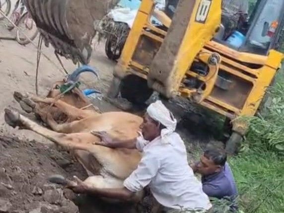 A bull fell into an 8 feet deep chamber in Barwani | बड़वानी में 8 फीट ...