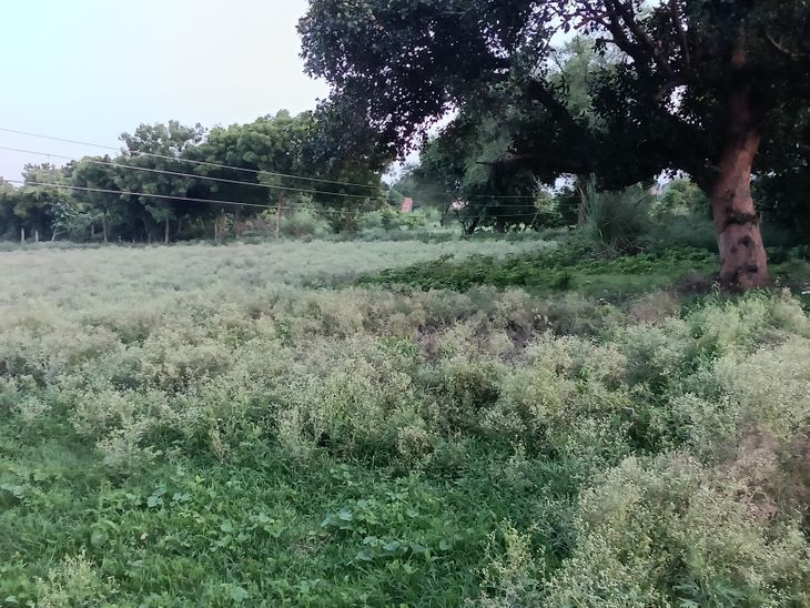 An 11000 volt wire is hanging at a height of 5 feet on Mauni Baba's ...