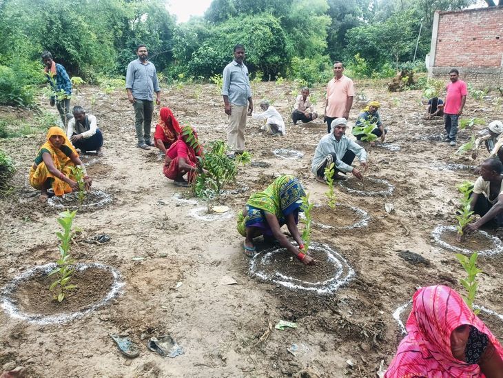 Plantation in Sansara of Haidergarh