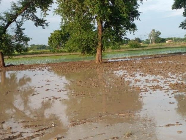 Rain brings relief to farmers in Ayodhya | अयोध्या में बारिश से किसानों ...