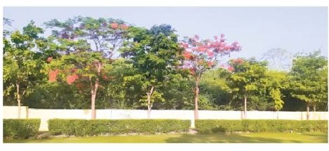 10 years ago, 101 plants were planted in the desolate park of Rajiv ...