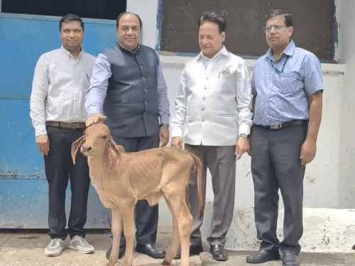 Karnal NDRI did new research dairy sector update news, A calf was born ...