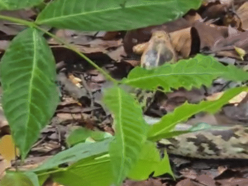 12 feet long python found in Latehar