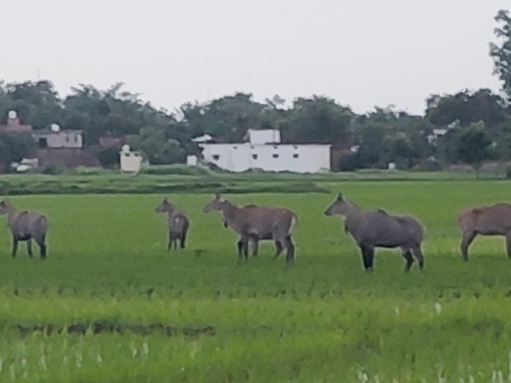 Nilgais pose threat to paddy crop in Khesraha | खेसरहा में नीलगायों से ...