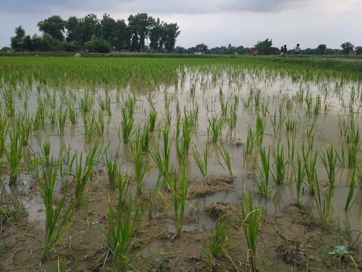 Farmers get relief from two days of rain | दो दिन की बारिश से किसानों ...
