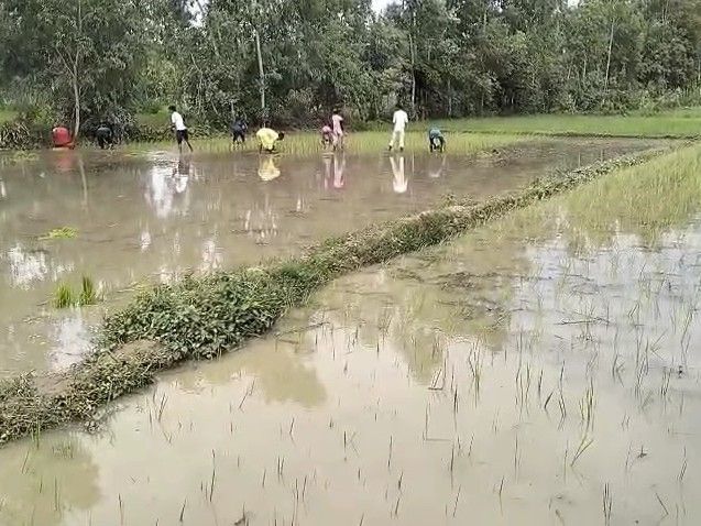 Change in the weather in Biswan | बिसवां में मौसम का बदला मिजाज: धान की ...