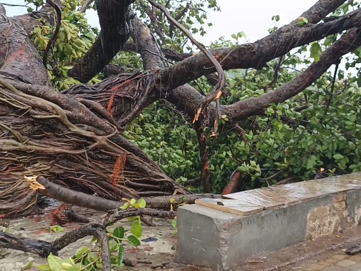 Hundreds of years old banyan tree fell in Mau Aima