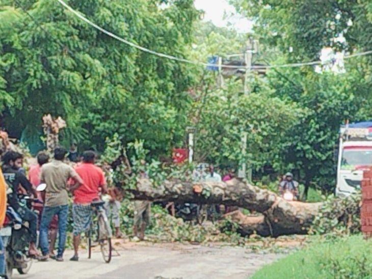 Sycamore tree fell due to storm and rain in Prayagraj