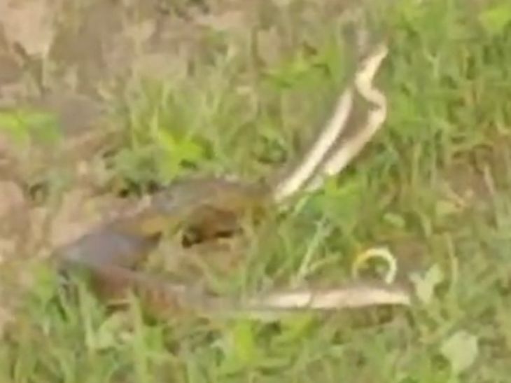 A pair of snakes in a field in Lalitpur, VIDEO