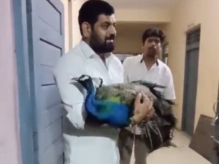 National bird peacock found injured, injured in two places