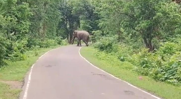 The tusker elephant returned again, roaming in Korcha forest ...