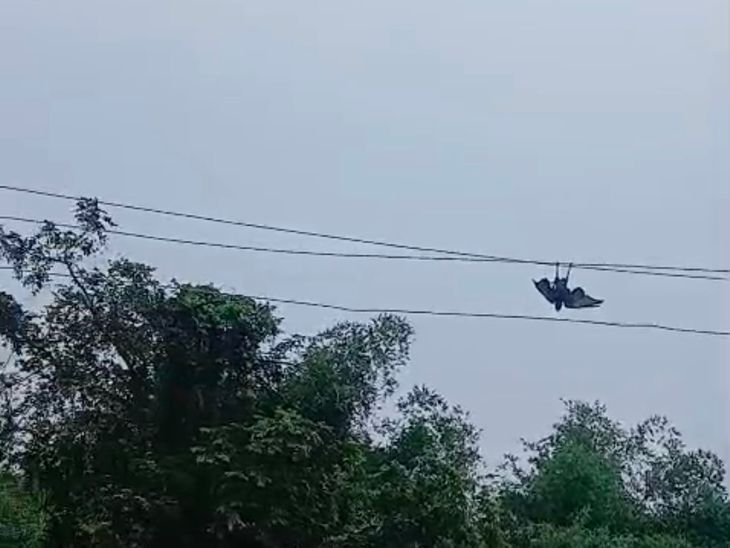 Two bats stuck on a power wire | बिजली की तार पर चिपके दो चमगादड़ ...