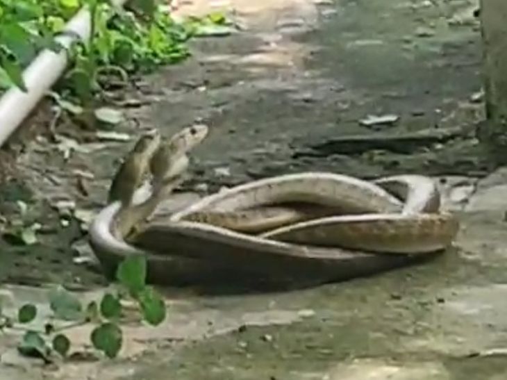 A pair of snakes was seen in the Shiva temple in the month of Saavan ...