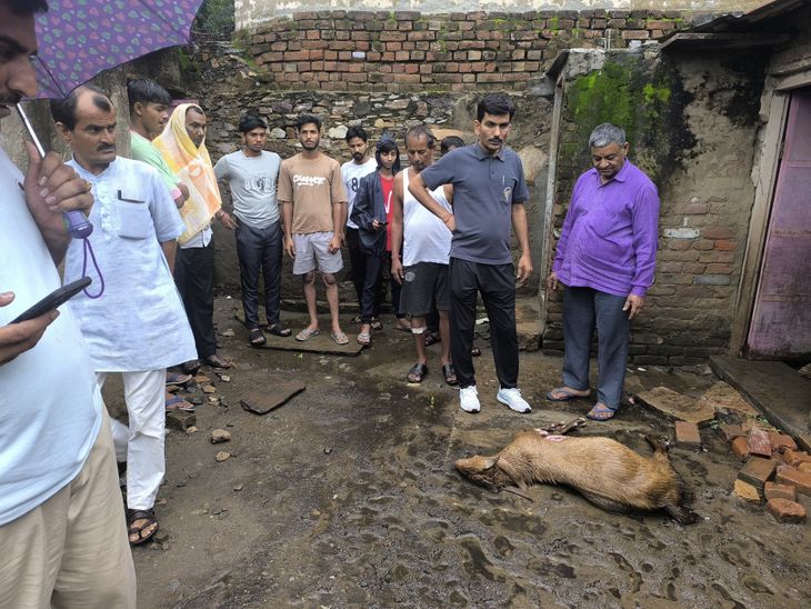 Wild animal wreaks havoc in Khetri | खेतड़ी में जंगली जानवर का कहर: 10 ...