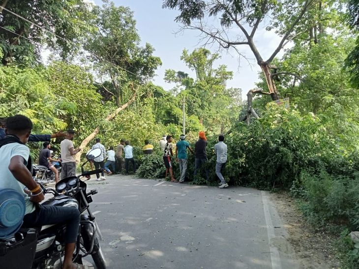 Sirsa tree fell at Safdarjung intersection | सफदरगंज चौराहे पर सिरसा का ...