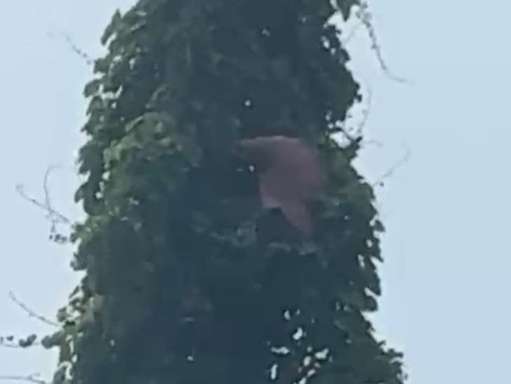 A young man climbed a tower after being fired from his job