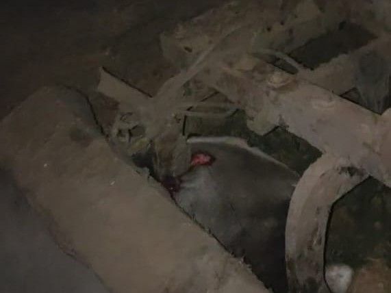 Tractor runs over cattle in Korav | कोराव में मवेशी पर चढ़ा ट्रैक्टर ...