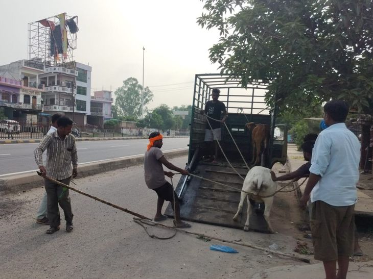Employees engaged in catching stray animals from the national highway ...