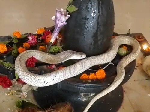 Snake sat on Shivling for 20 minutes, VIDEO