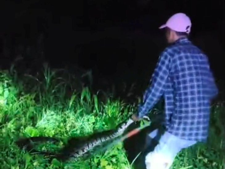 12 feet long python seen in a field in Dungarpur | डूंगरपुर में खेत में ...