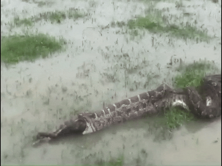 Panic due to sighting of python in Rewa | अजगर ने पहले बिल्ली को निगला फिर बाहर निकाला: खेत में ...