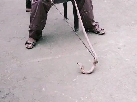 Cobra entered Dudhi's house, VIDEO | दुदही के घर में घुसा कोबरा, VIDEO ...