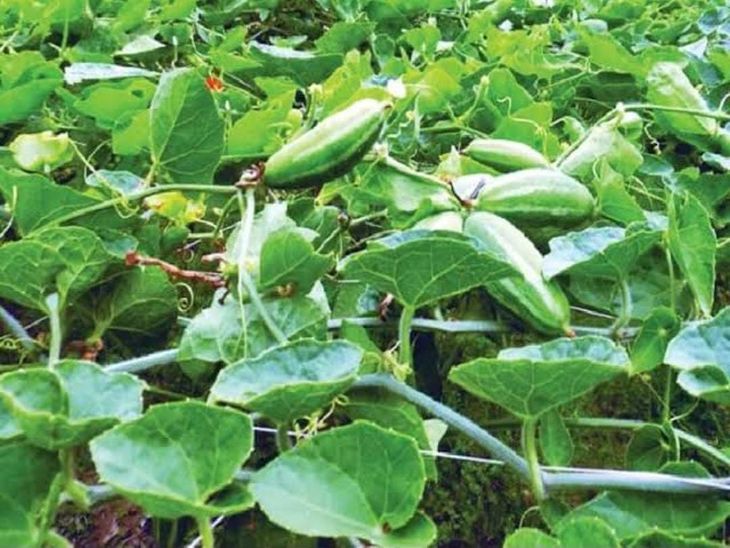 Cultivation of Parvar on sandy land due to flood in Brahmapur ...