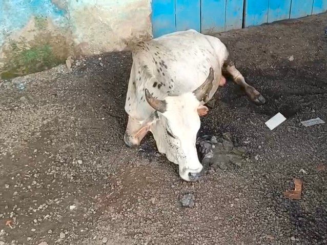 In Dindori, the veterinary doctor gave expired syrup to the cow