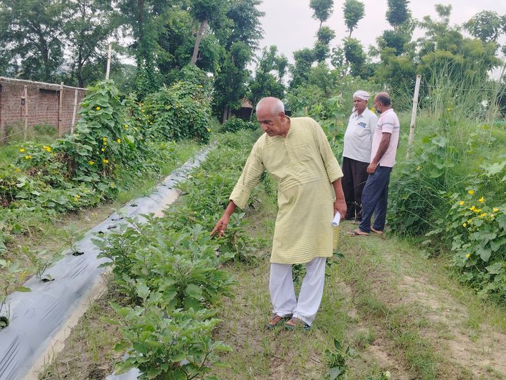Cultivation of vegetables by grafting method in Bhaluhi