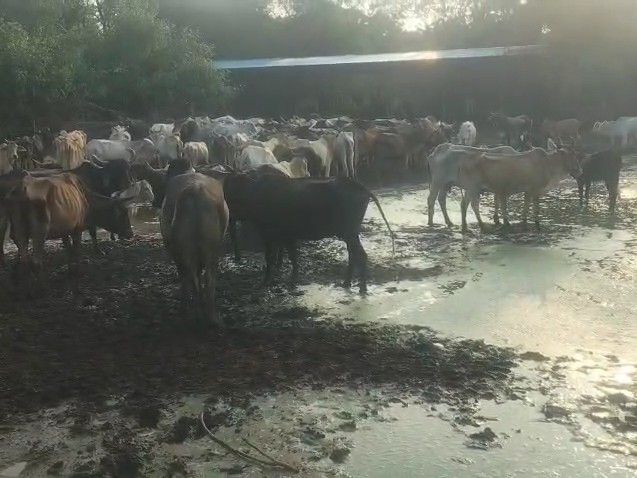 Vanshivat Gaushala becomes a den of death | वंशीवट गौशाला बना मौत का ...