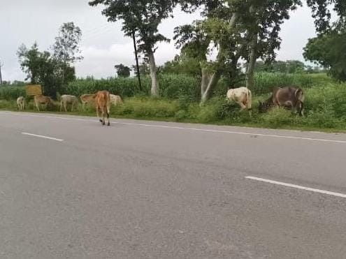 Accidents increased in Bijua due to stray animals
