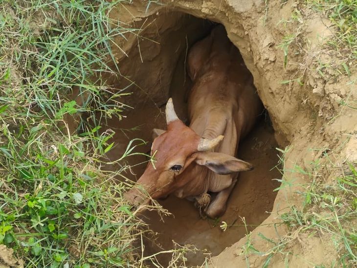 A cow fell into a pit in Tiliya village
