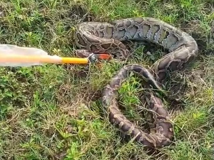 A 10 feet long python was seen near the farm