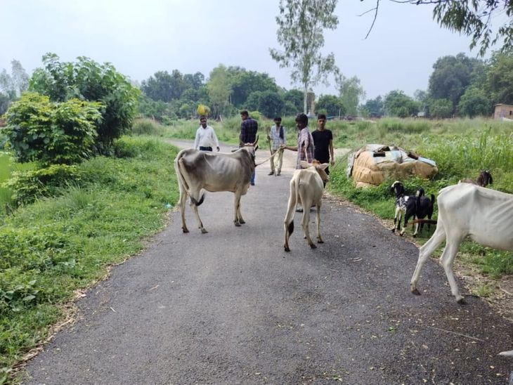 Amethi provides safe haven to homeless cattle