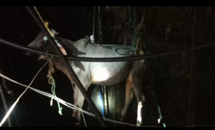 Shiv Mitra Mandal took out the cow that fell in the well | कुएं में ...