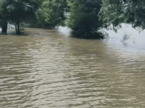 Mansa Flood 600 Acres Crops Submerge Water Enter Houses Ghaggar River ...