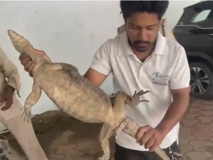 4.5 feet long monitor lizard seen in DFO's bungalow | डीएफओ के बंगले ...