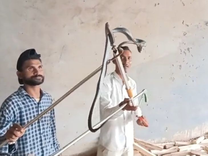 A 3 feet long snake entered a wooden depot in Sagar | सागर में लकड़ी के ...