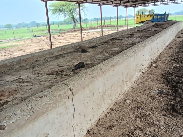 The condition of 125 cows in the cowshed is bad | गौशाला में 125 गौवंश ...