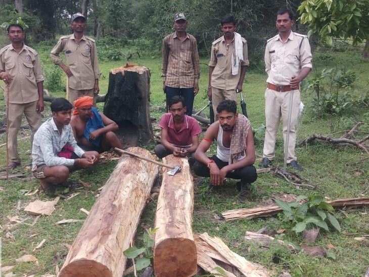 Cutting down of rare Beja tree in Bandhavgarh Tiger Reserve | बांधवगढ़ ...