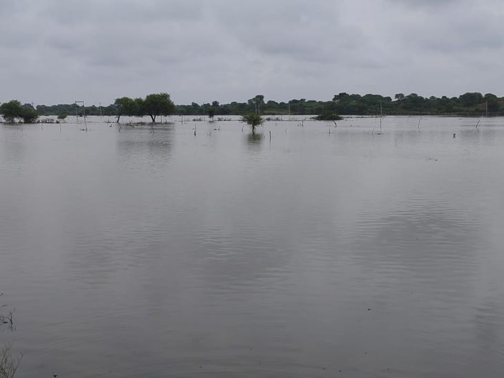 Water filled in the fields in Rajakheda, damage to millet crop ...
