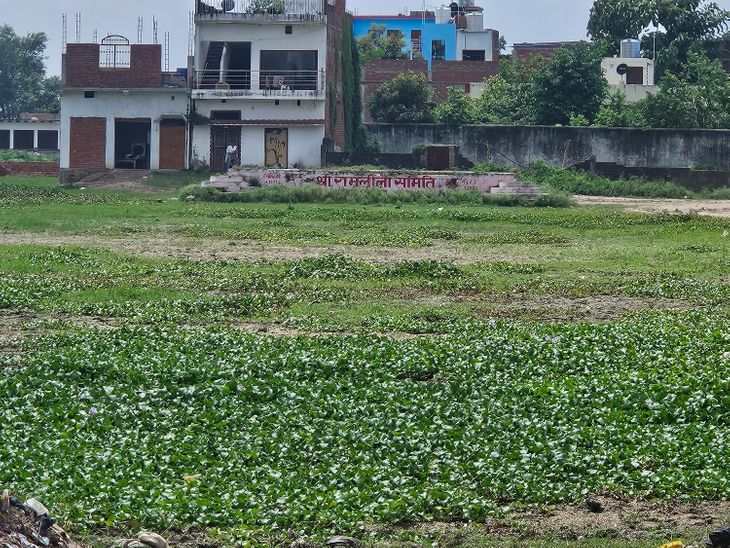 Water hyacinth and bushes in Muhammadabad's Ramlila ground