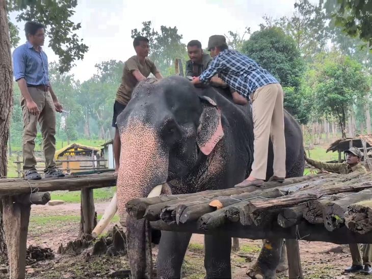 The elephant which was under observation for 18 months in Mandla was ...