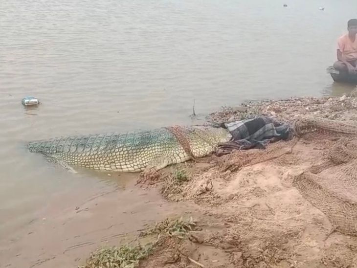 14 feet long crocodile seen in Jugal