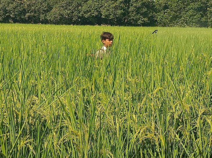 Infestation of stink bug in paddy crop in Farrukhabad