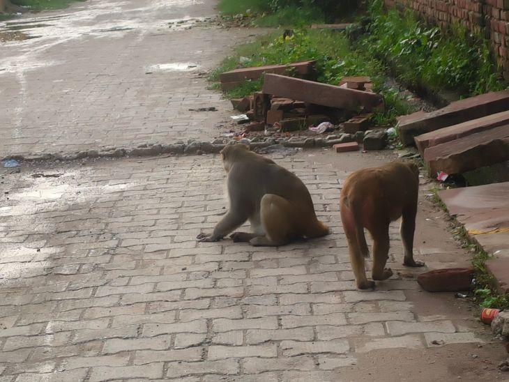 Terror of monkeys in Barauli Ahir of Agra