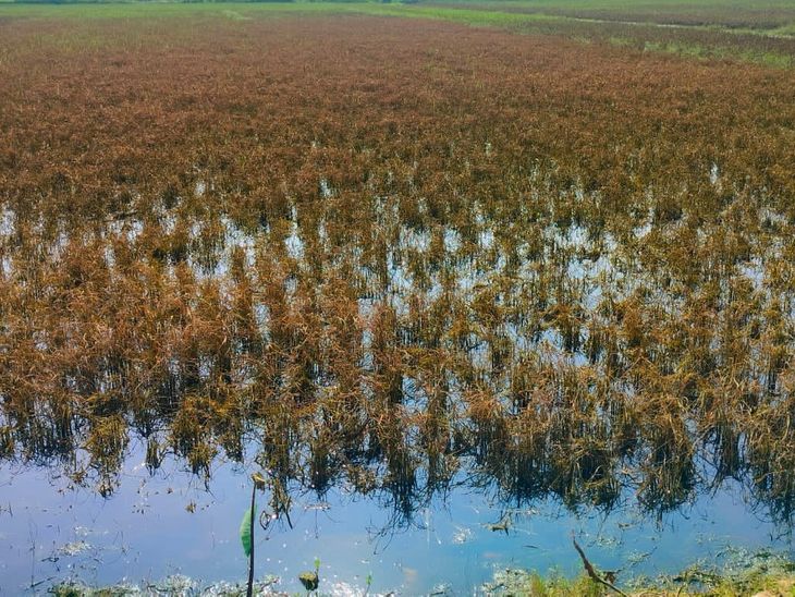 Floods destroyed farmers' crops