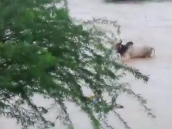 Accident caused by stray animals in Meerut